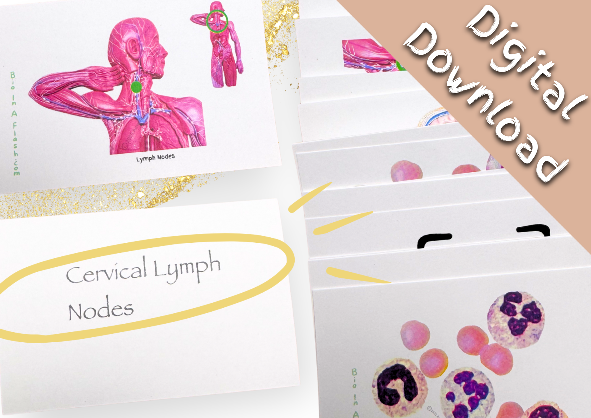 eFlashcards Blood and Lymphatic System – Bio in a flash