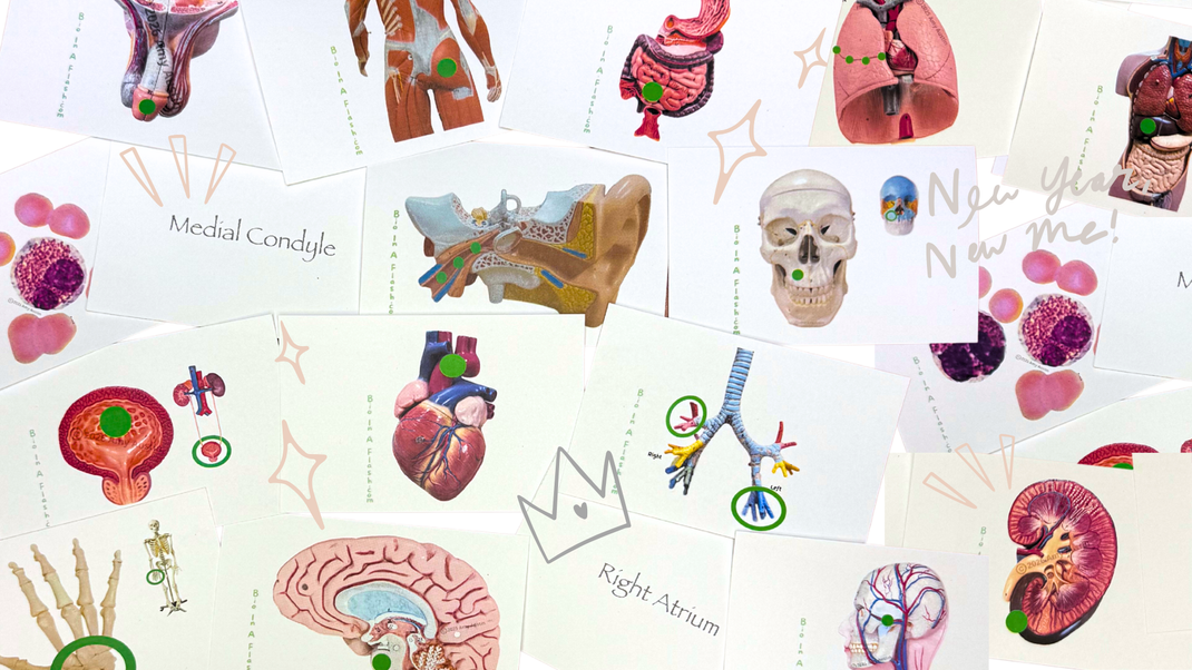 Ultimate Bundle (Anatomy and Physiology 1 & 2) – Bio in a flash