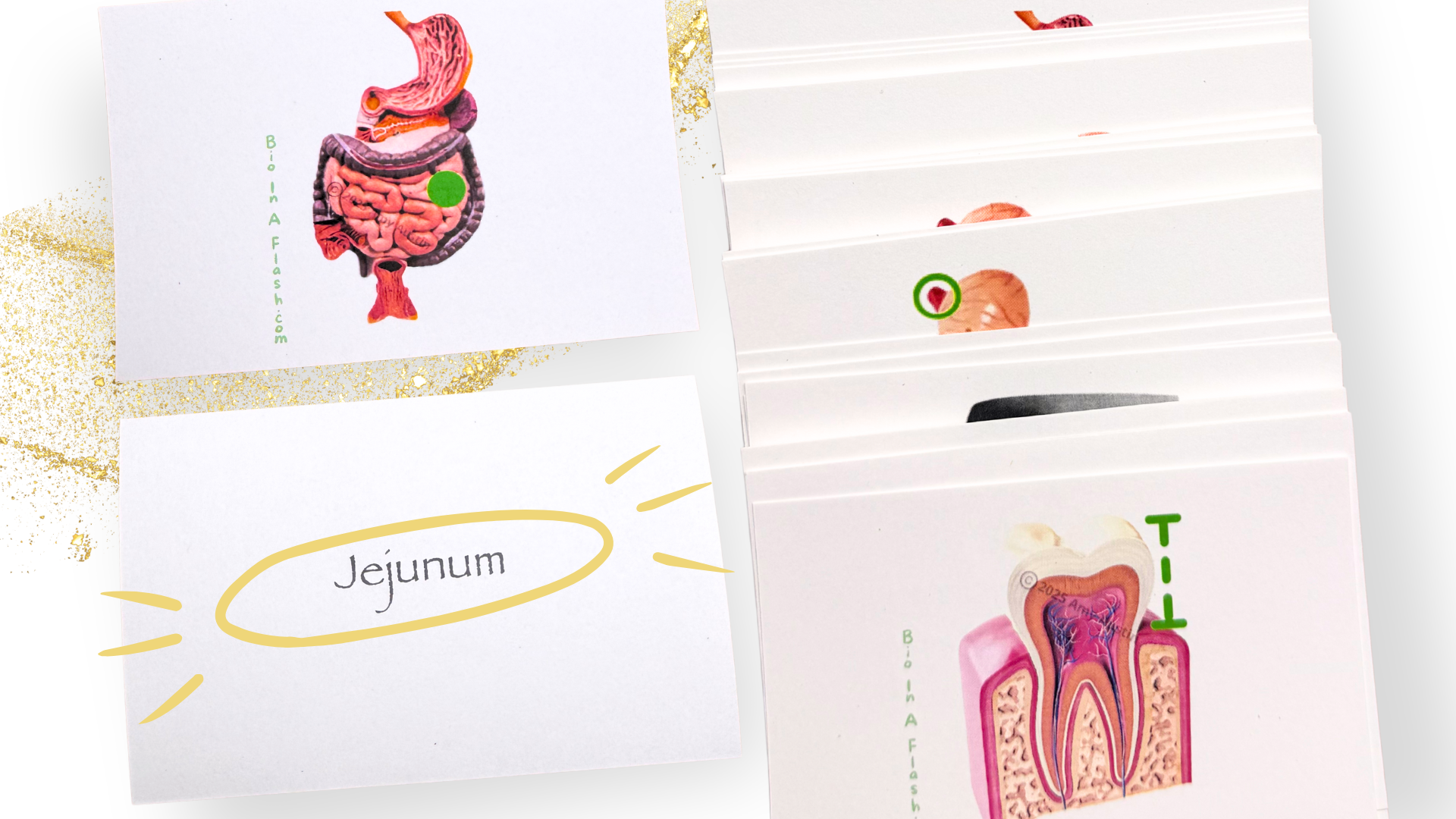 Digestive System Anatomy Flashcards – Bio in a flash