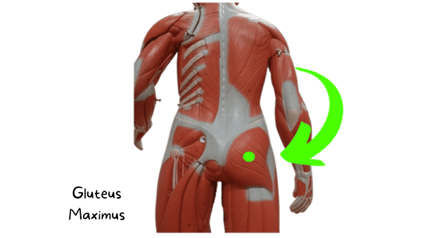 eFlashcards Muscular System – Bio in a flash