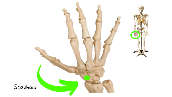 eFlashcards Appendicular Skeleton – Bio in a flash